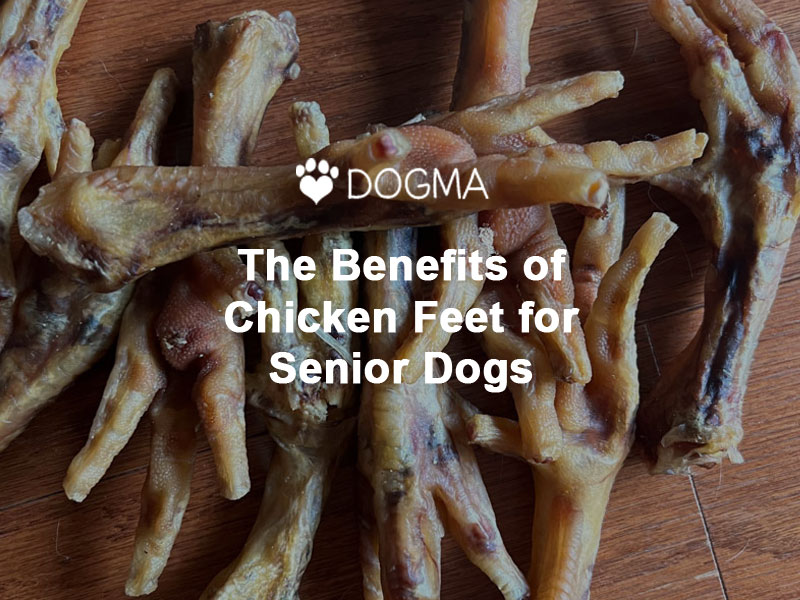 The Benefits of Chicken Feet for Senior Dogs - Dogma